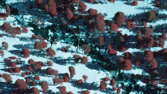 Check How to Discover Reliable Dead Tree Identification with High ...