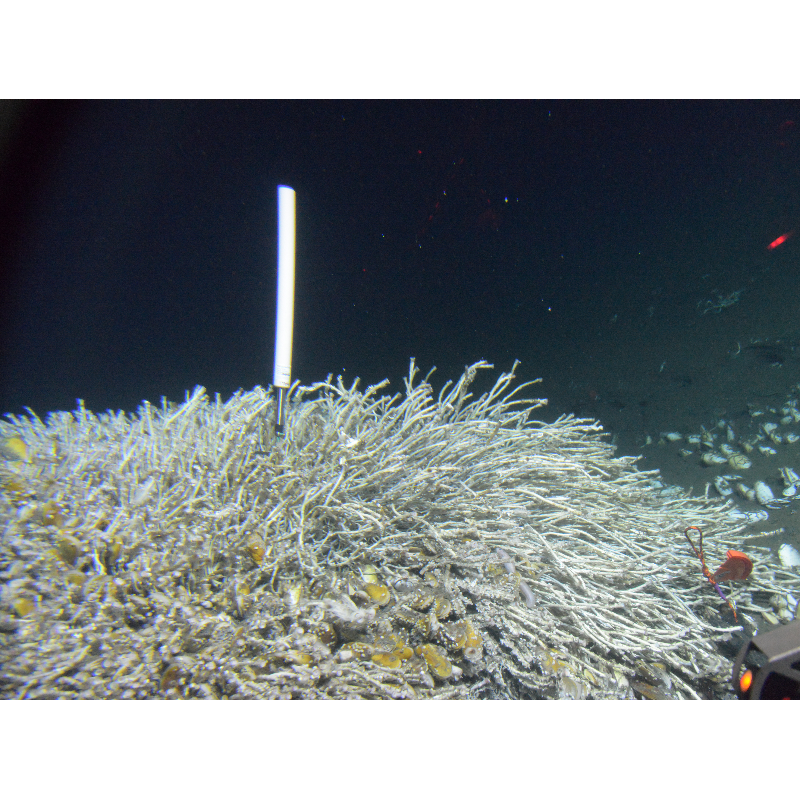 TCM-3 Deep Water Tilt Current Meter - Geo-matching