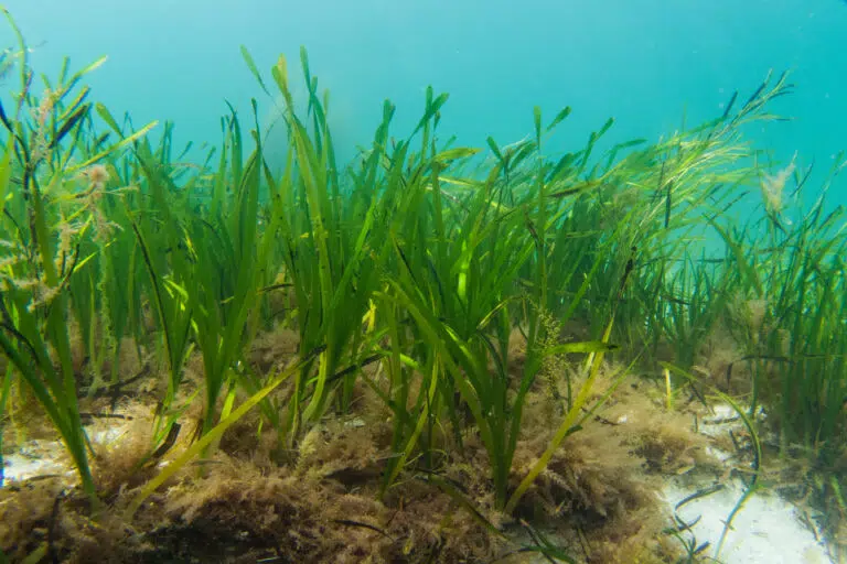 Seabed restoration project update: summer seagrass planting in Plymouth ...