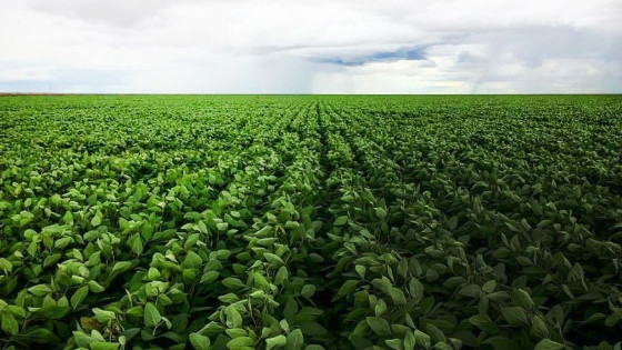 SimActive Lidar Software for Precision Agriculture in Brazil - Geo-matching